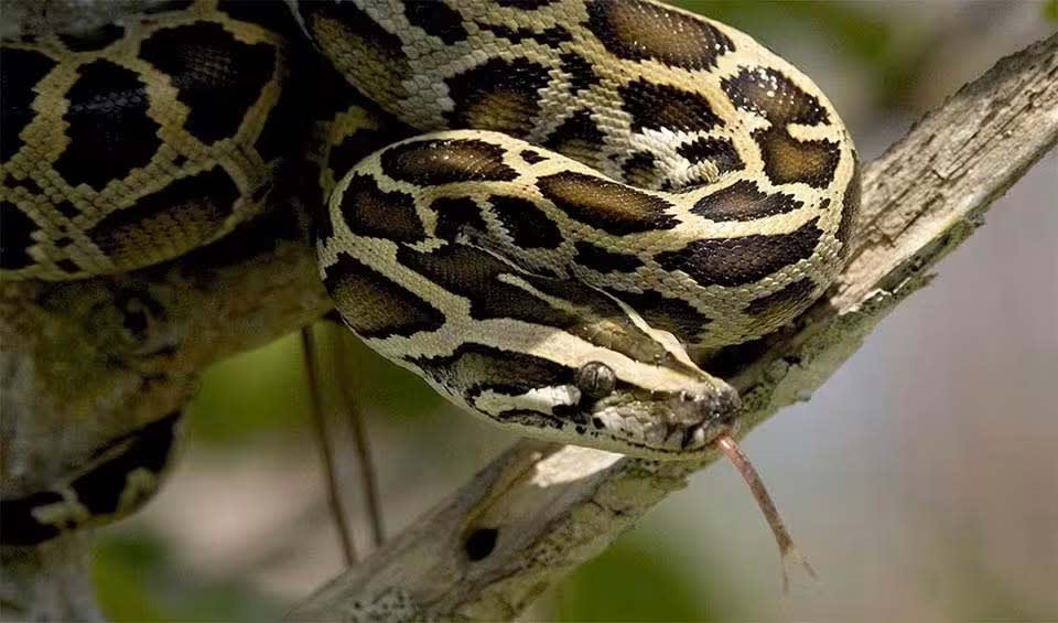 Burmese python facts, distribution & population | BioDB